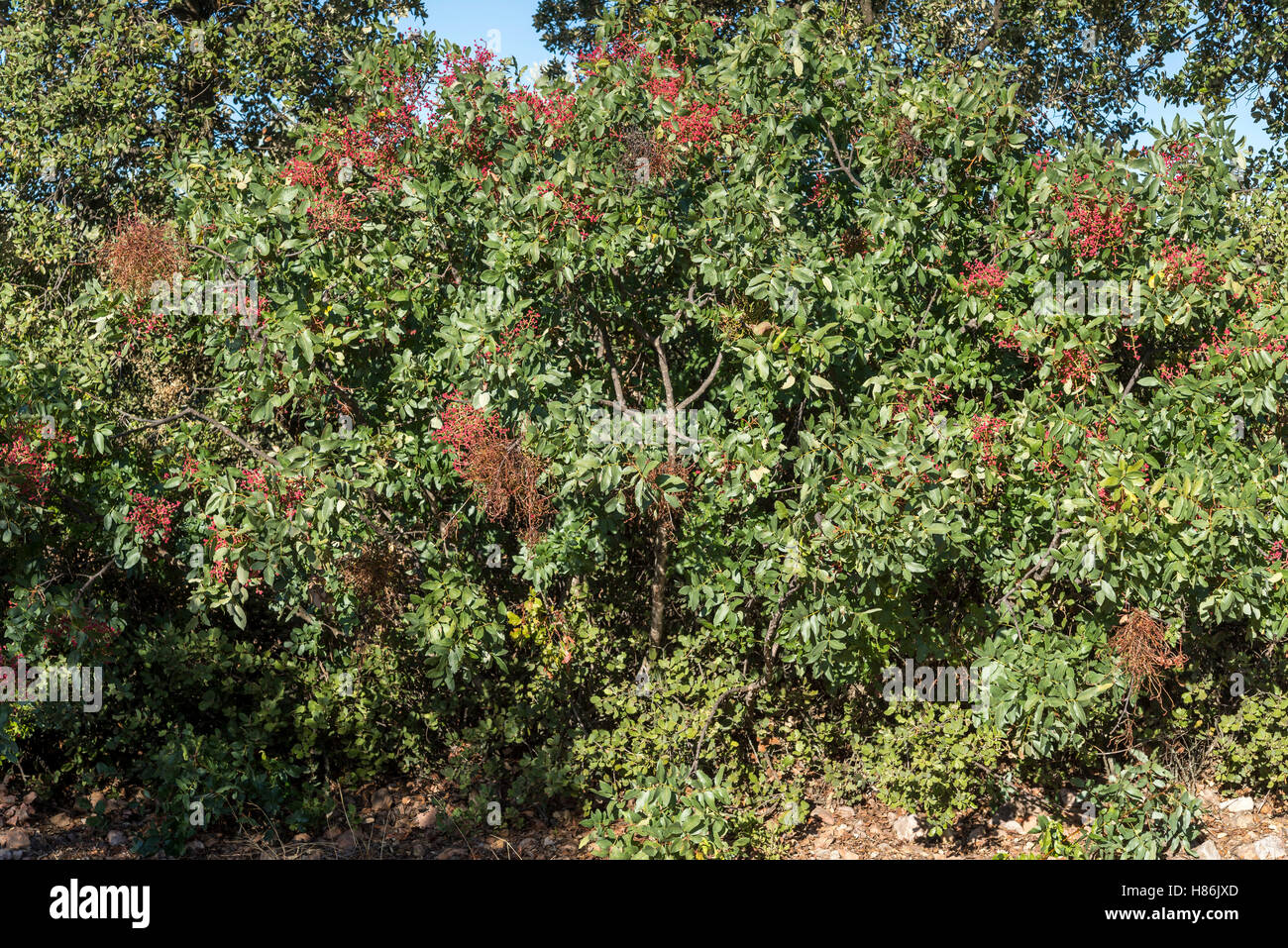 Terebinth tree hi-res stock photography and images - Alamy