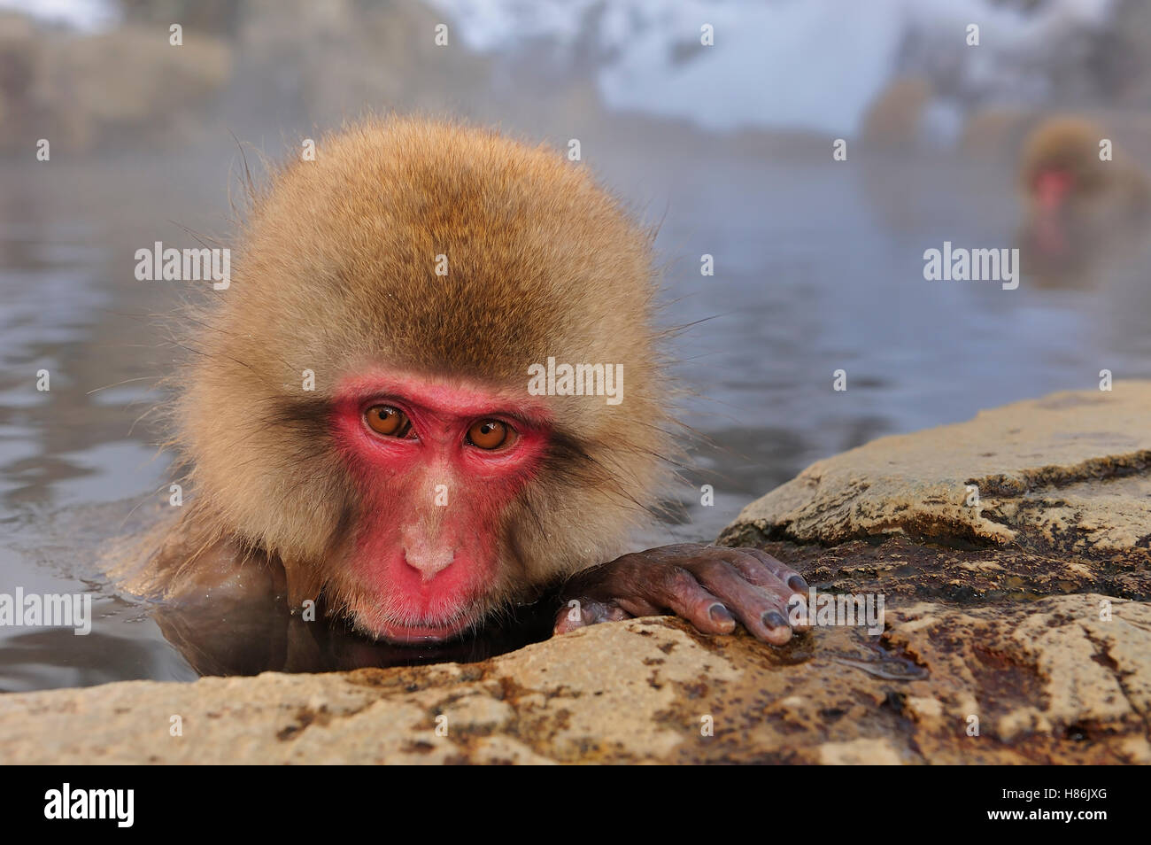 Japanese Macaque (Macaca fuscata) in hot spring, Jigokudani, Nagano ...
