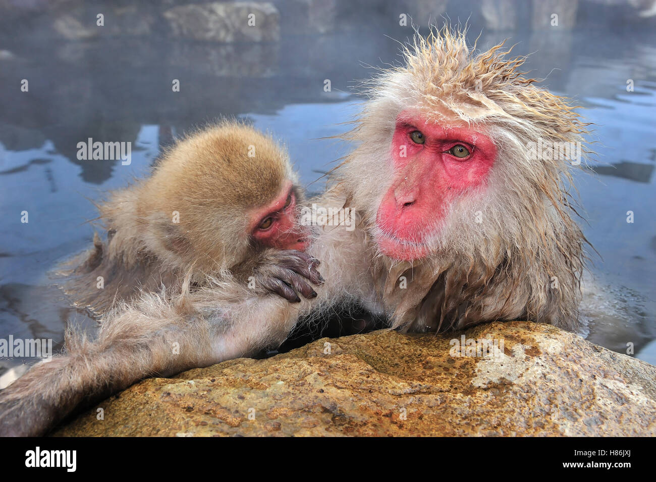 Japanese Macaque (Macaca fuscata) pair grooming in hot spring ...