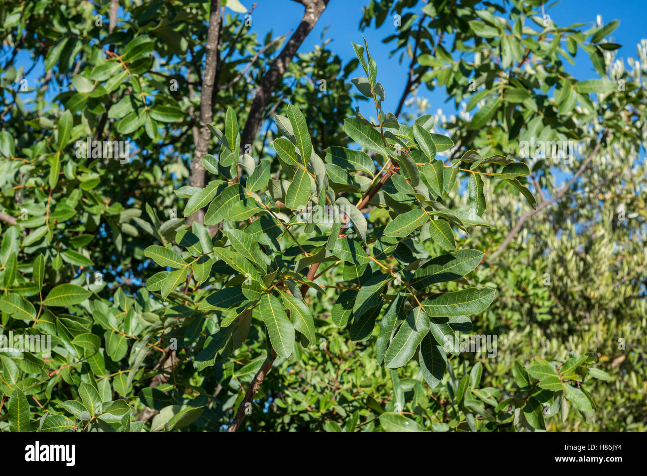Foliage of Terebinth, Pistacia terebinthus. It is a species in the ...