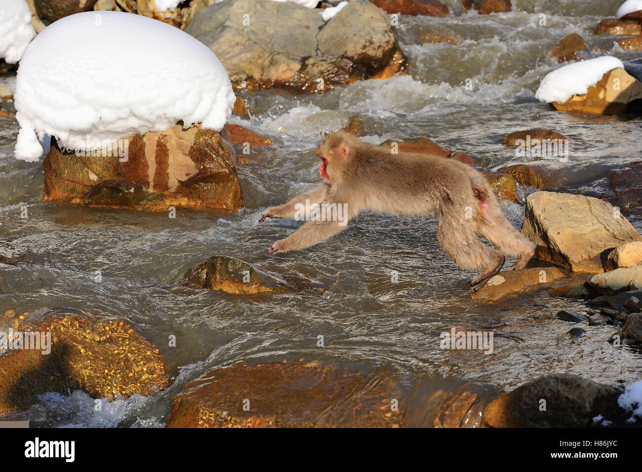 Japanese Macaque (Macaca fuscata) jumping over creek, Jigokudani ...