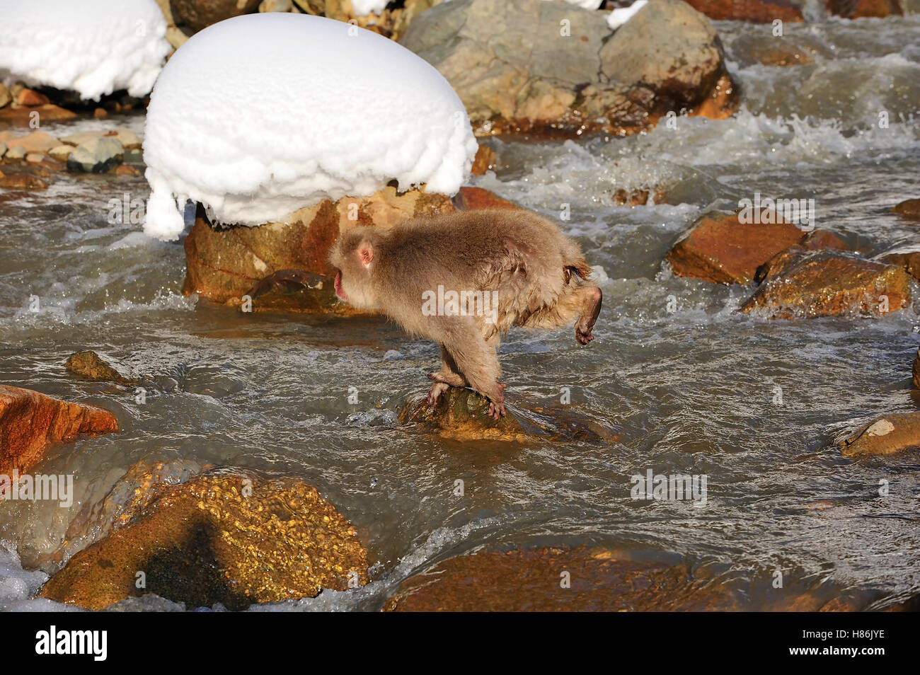 Japanese Macaque (Macaca fuscata) jumping over creek, Jigokudani ...