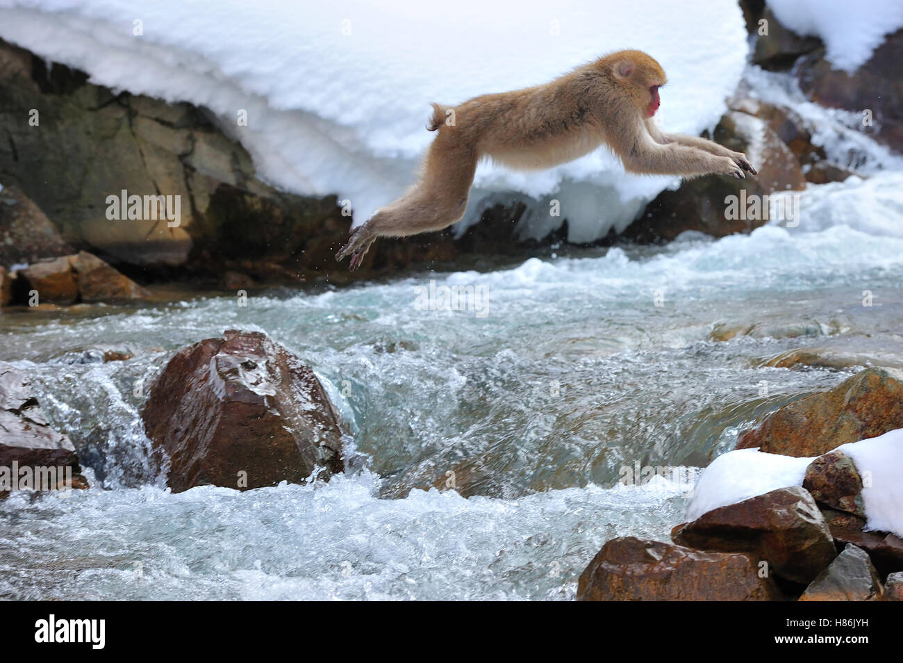 Japanese Macaque (Macaca fuscata) jumping over stream, Jigokudani ...