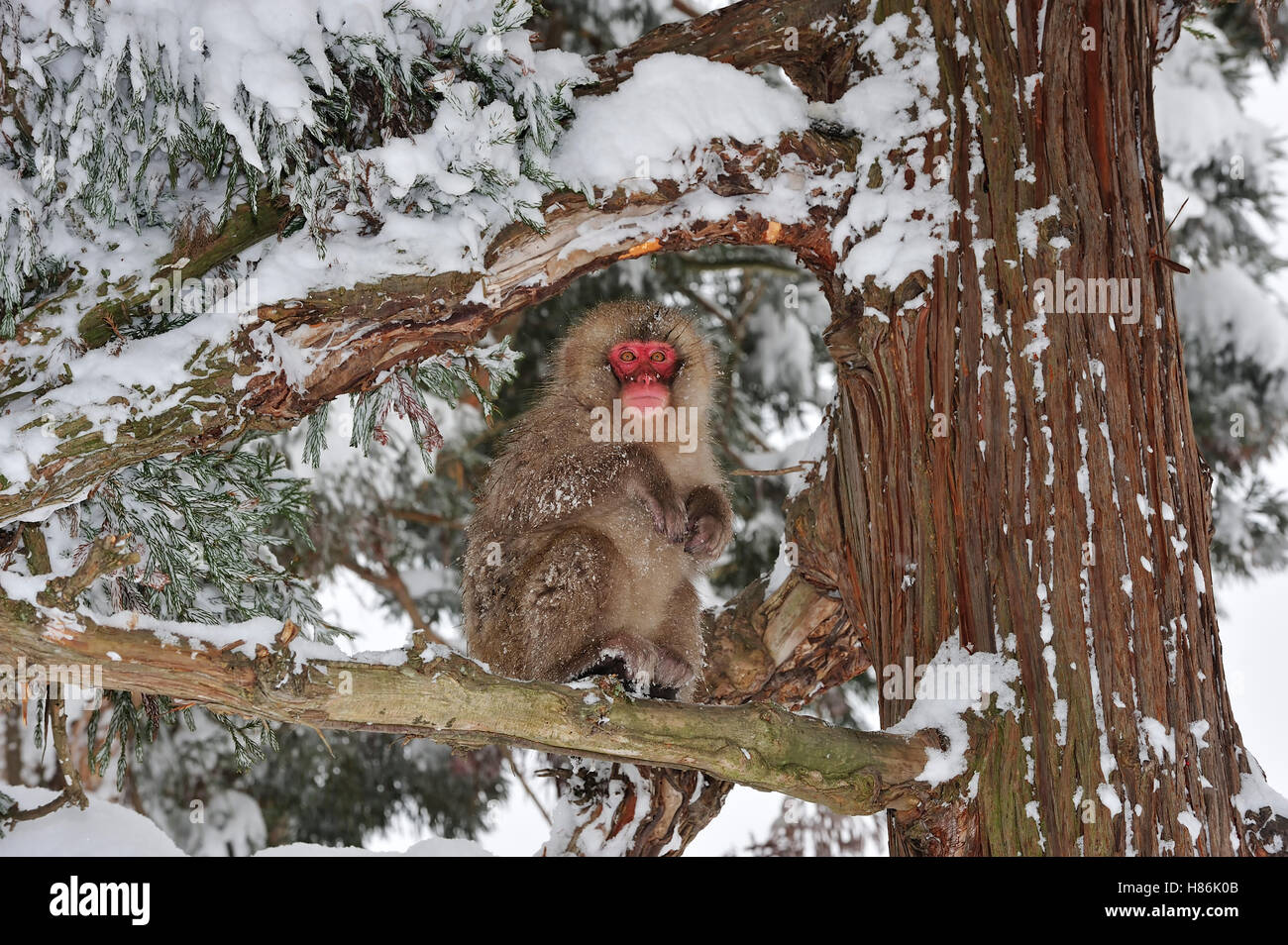 Japanese Macaque (Macaca fuscata) in tree, Jigokudani, Nagano, Japan ...