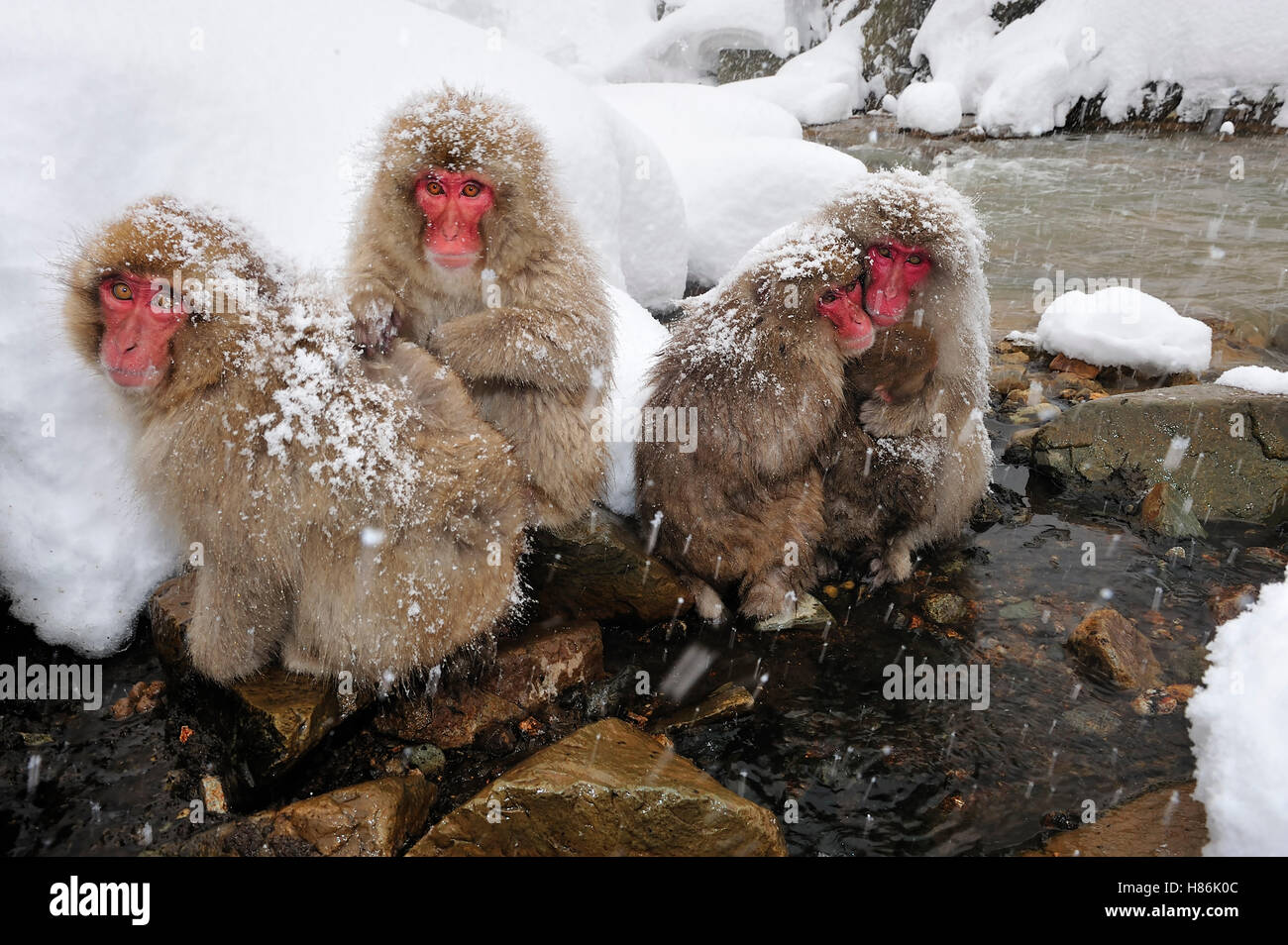 Japanese Macaque (Macaca fuscata) group at river, Jigokudani, Nagano ...