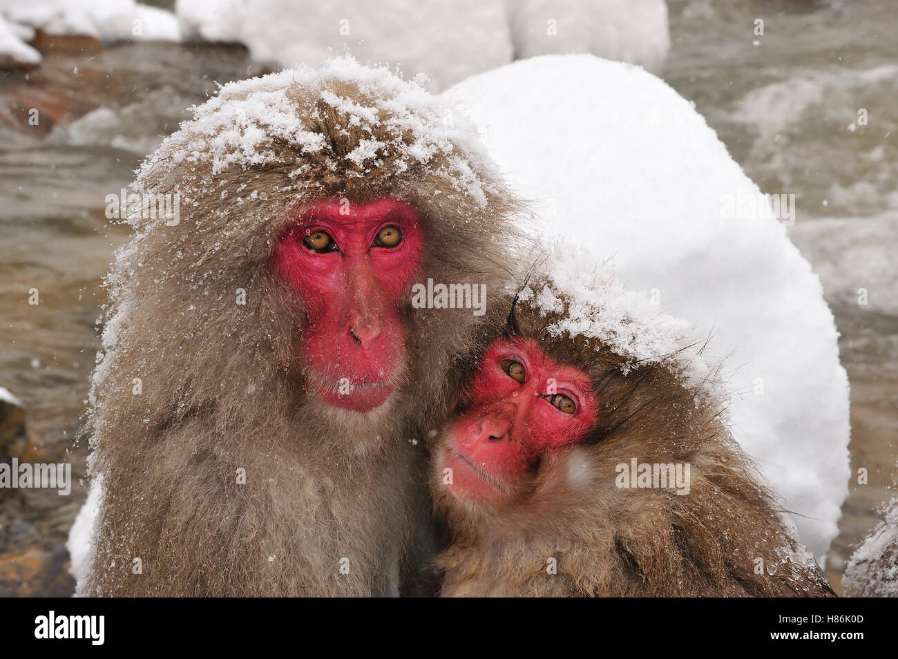 Japanese Macaque (Macaca fuscata) pair, Jigokudani, Nagano, Japan Stock ...