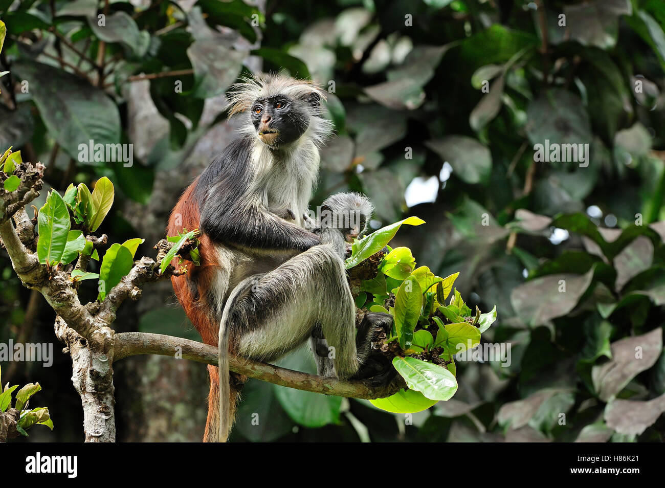 Zanzibar Red Colobus (Procolobus kirkii) mother with baby, Jozani ...