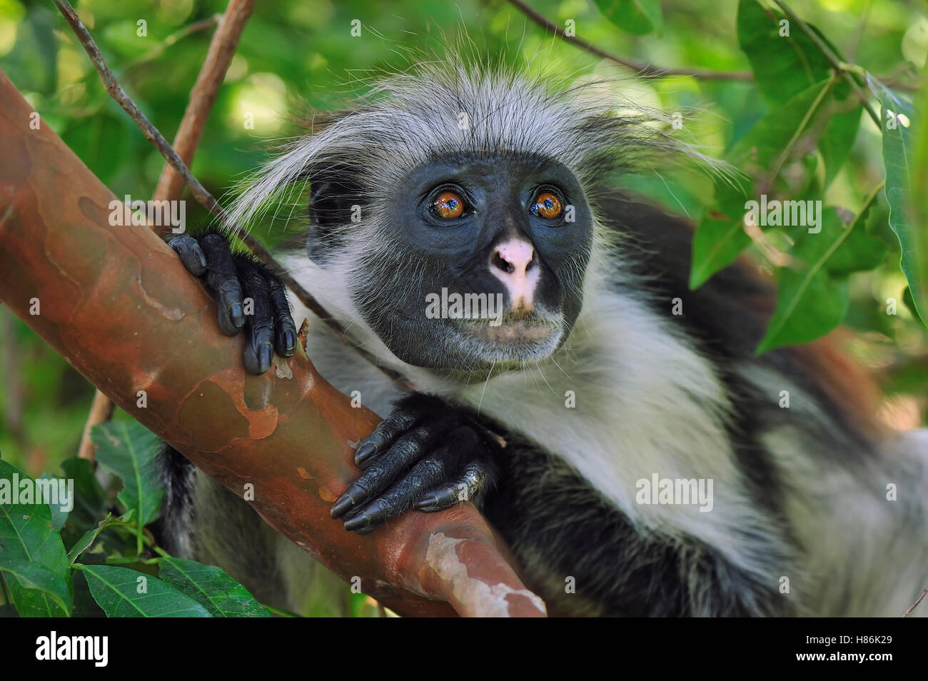 Zanzibar Red Colobus (Procolobus kirkii) in tree, Jozani Forest ...