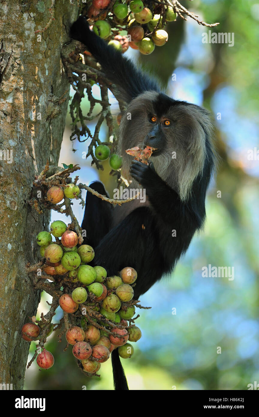 Lion-tailed Macaque (Macaca silenus) feeding on fruit, Western Ghats ...