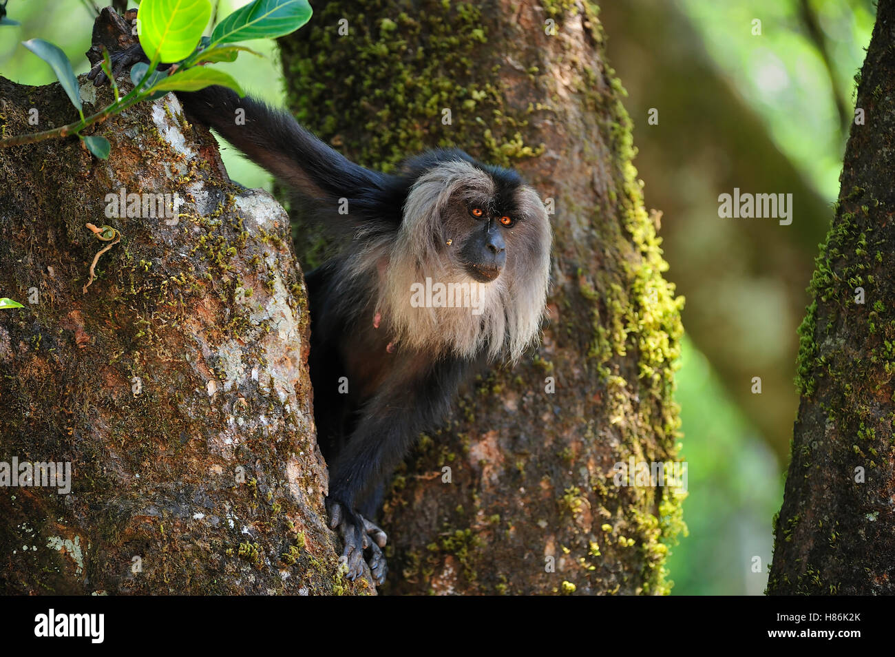 Lion-tailed Macaque (Macaca silenus) in tree, Western Ghats, India ...