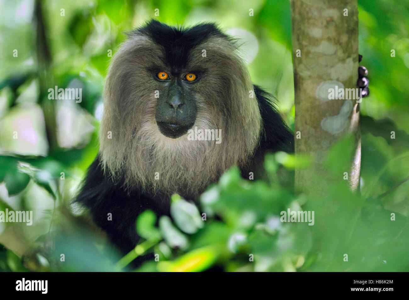 Lion-tailed Macaque (Macaca silenus), Western Ghats, India Stock Photo ...