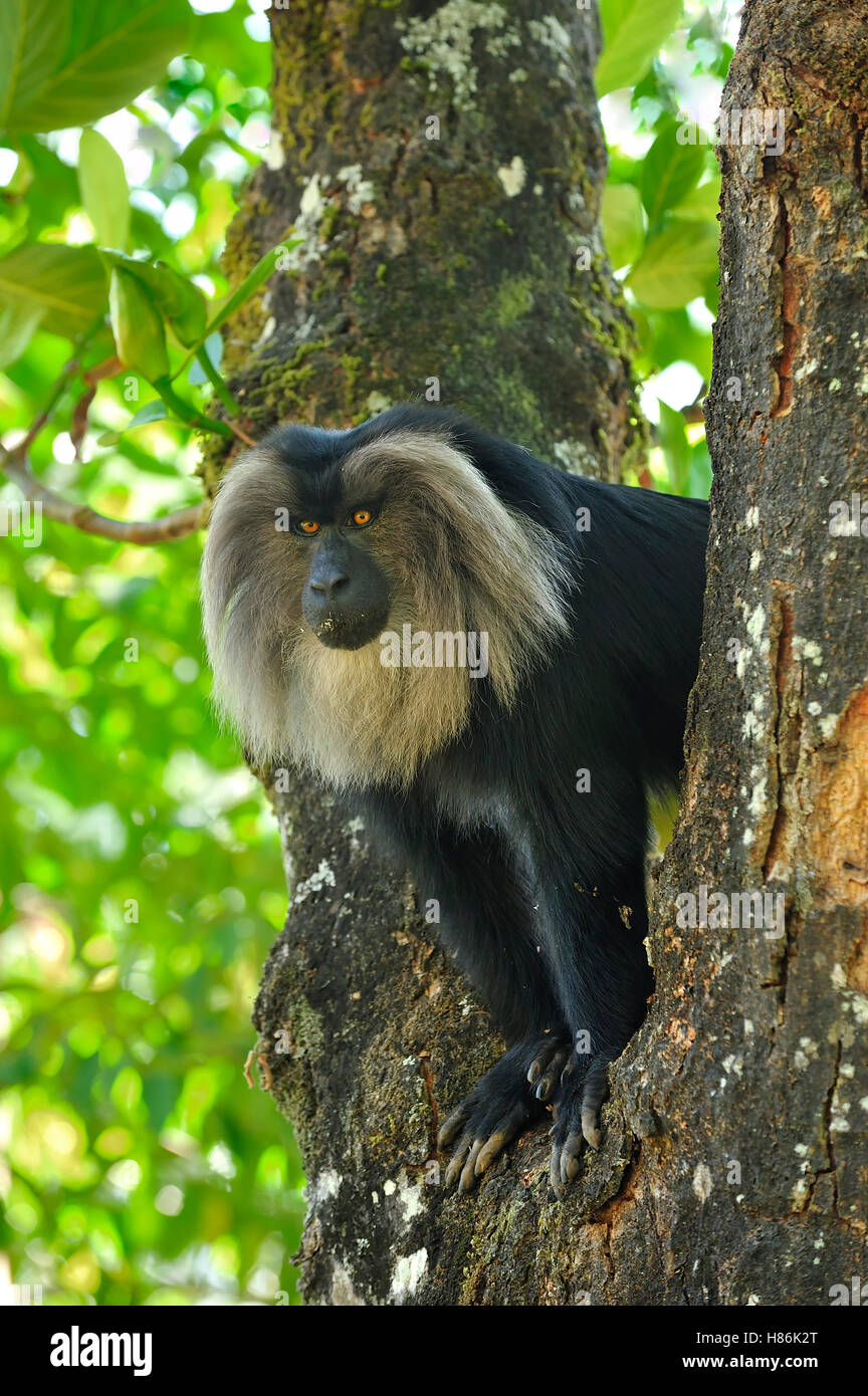 Lion-tailed Macaque (Macaca silenus) in tree, Western Ghats, India ...