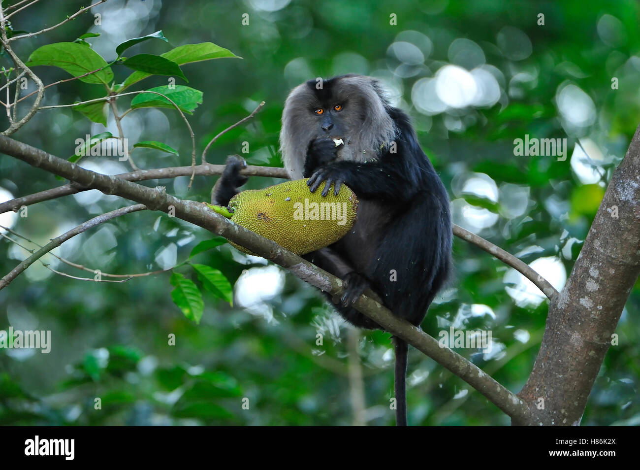 Lion-tailed Macaque (Macaca silenus) feeding on Jackfruit, Western ...