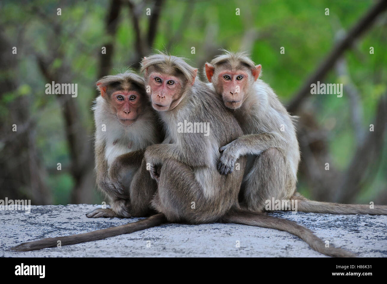 Bonnet Macaque (Macaca radiata) trio huddling, Western Ghats, India ...