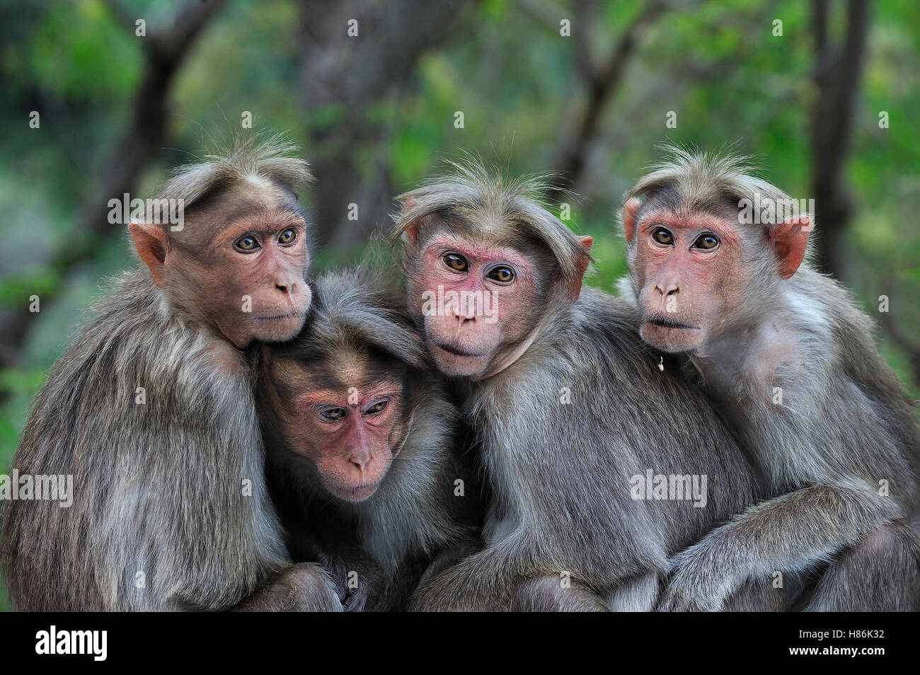 Bonnet Macaque (Macaca radiata) group huddling, Western Ghats, India ...