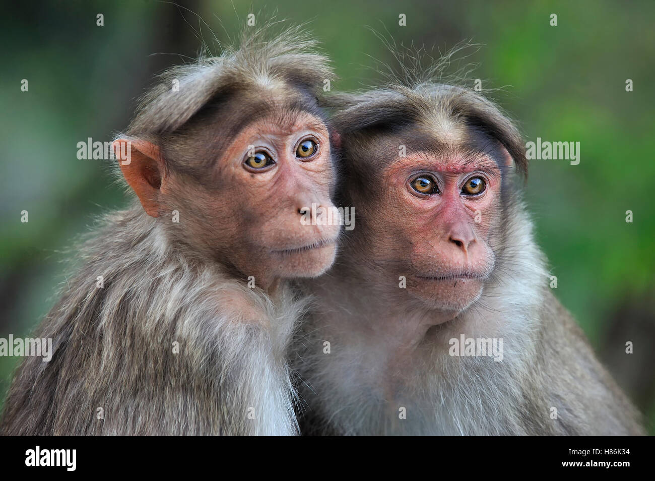 Bonnet Macaque (Macaca radiata) pair huddling, Western Ghats, India ...