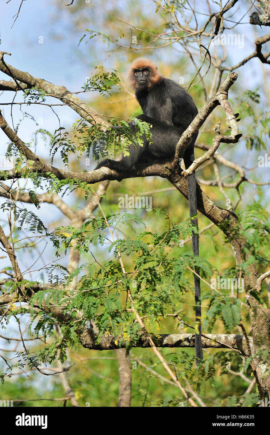 Nilgiri Langur (Trachypithecus johnii) in tree, Nilgiri Hills, Western ...