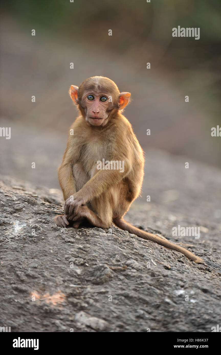 Assam Macaque (Macaca assamensis) young, Assam, India Stock Photo - Alamy