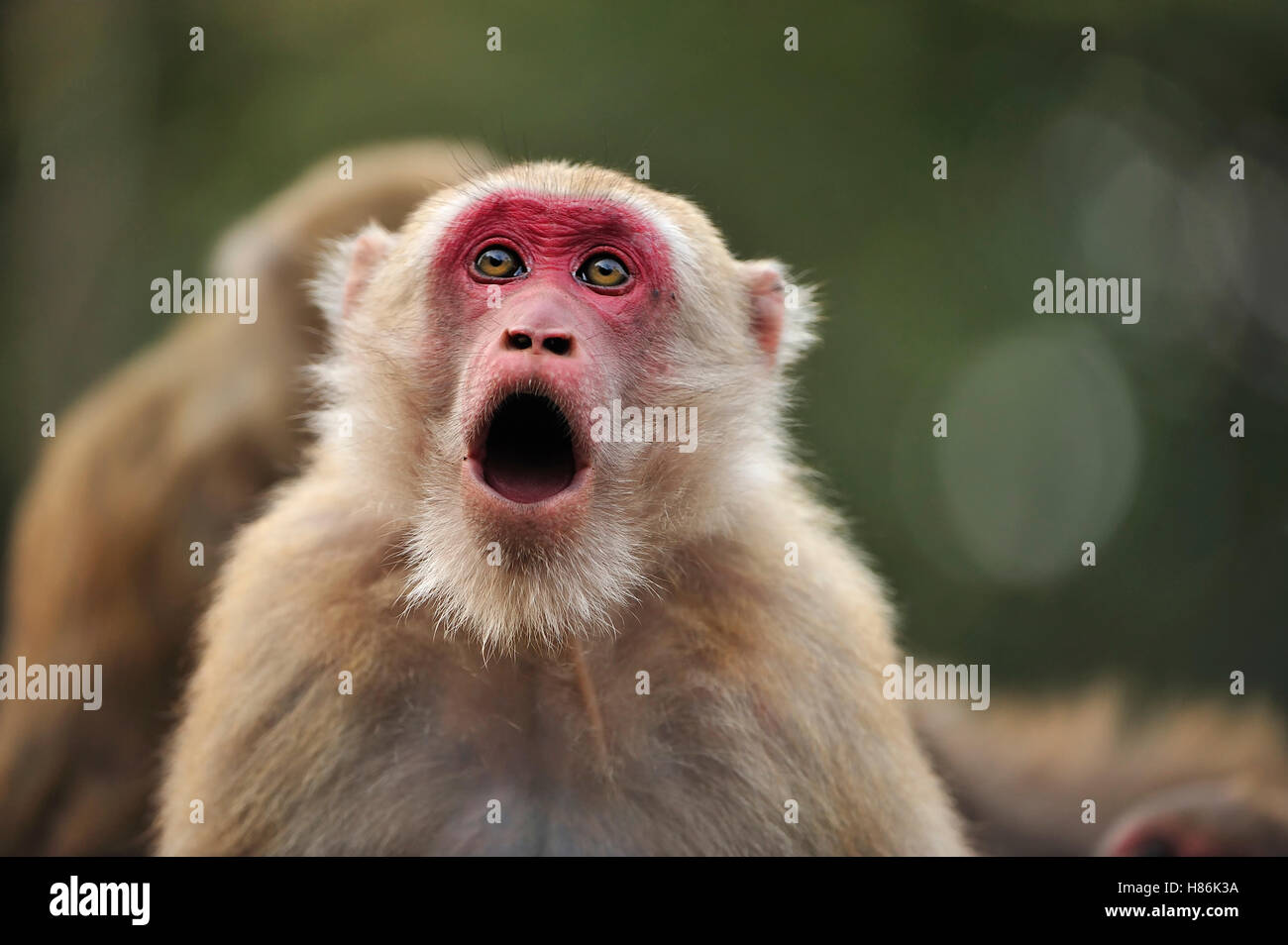 Assam Macaque (Macaca assamensis) in threat display, Assam, India Stock ...