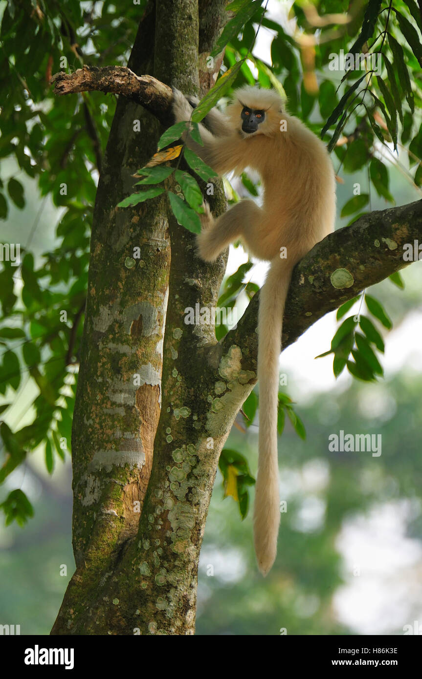 Golden Langur (Trachypithecus geei) in tree, Chakrashila Wildlife ...
