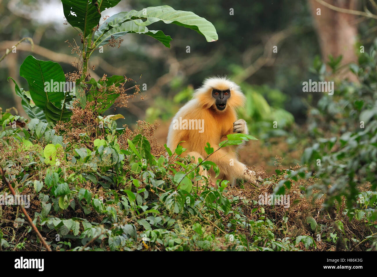 Golden Langur (Trachypithecus geei) feeding on fruit, Chakrashila ...