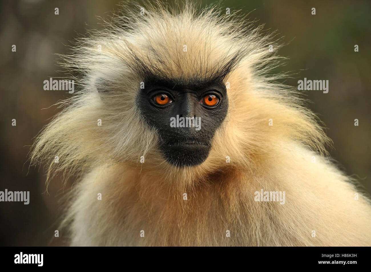 Golden Langur (Trachypithecus geei), Chakrashila Wildlife Sanctuary ...