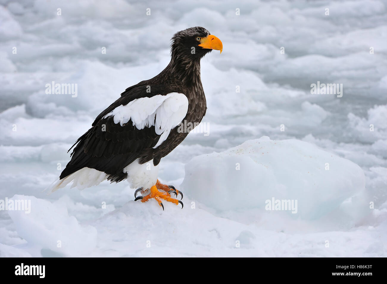 Steller's Sea Eagle (Haliaeetus pelagicus) on ice, Rausu, Hokkaido ...