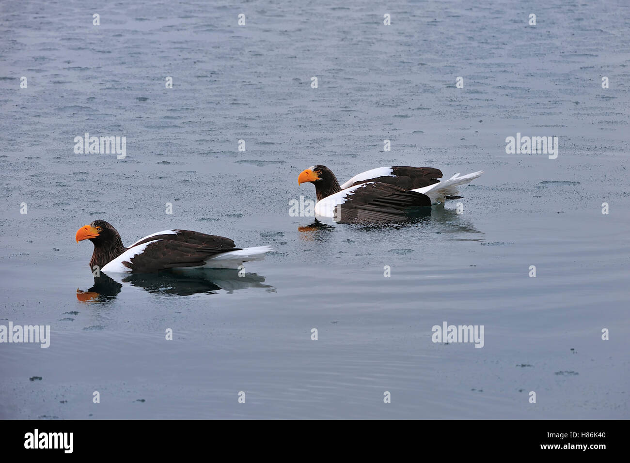 Steller's Sea Eagle (Haliaeetus pelagicus) pair swimming after getting ...