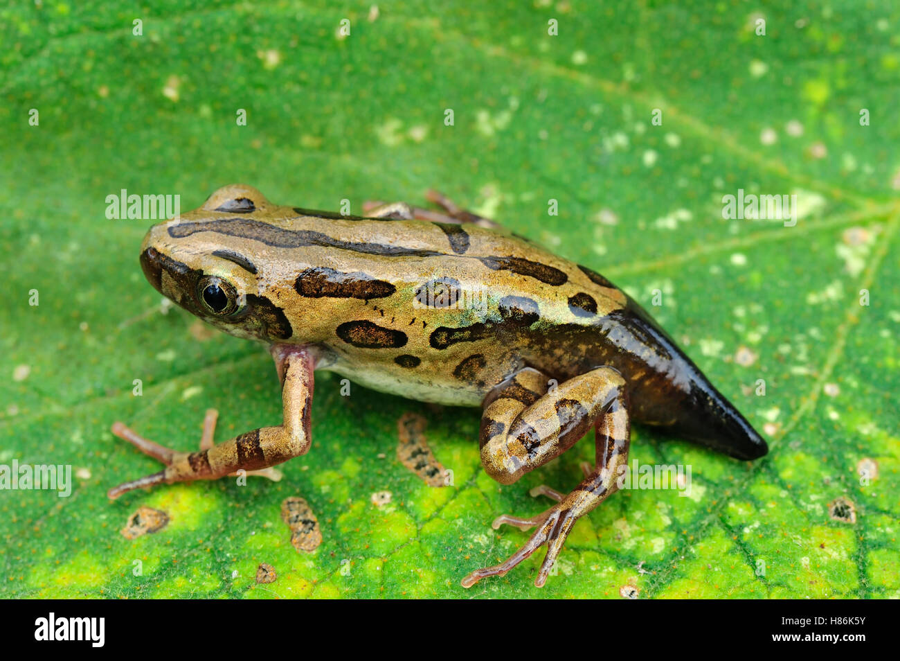 Microhylid Frog (Microhylidae) froglet with tadpole tail, Tanzania ...