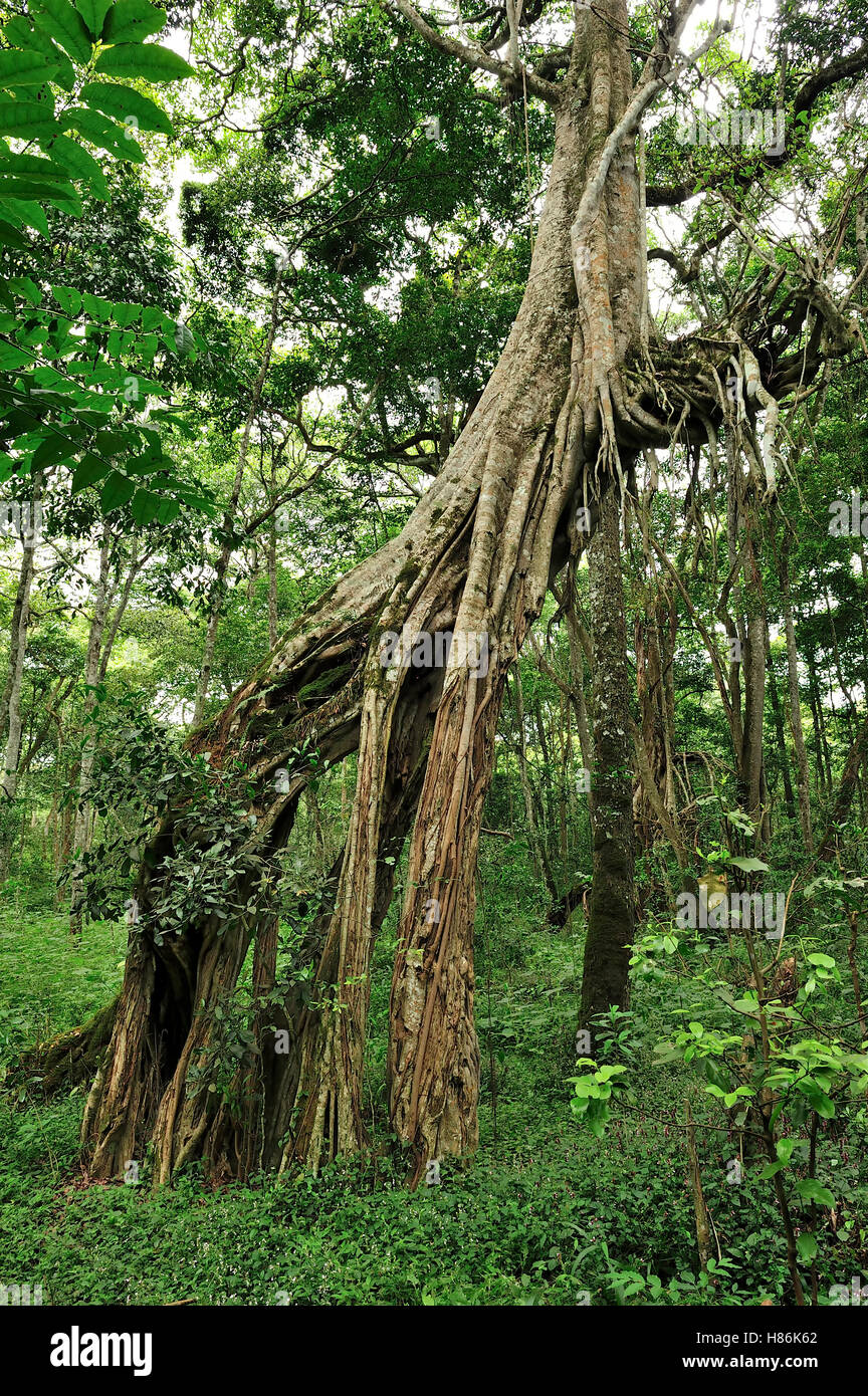 Fig (Ficus sp) tree with extensive aerial roots, Arusha National Park ...