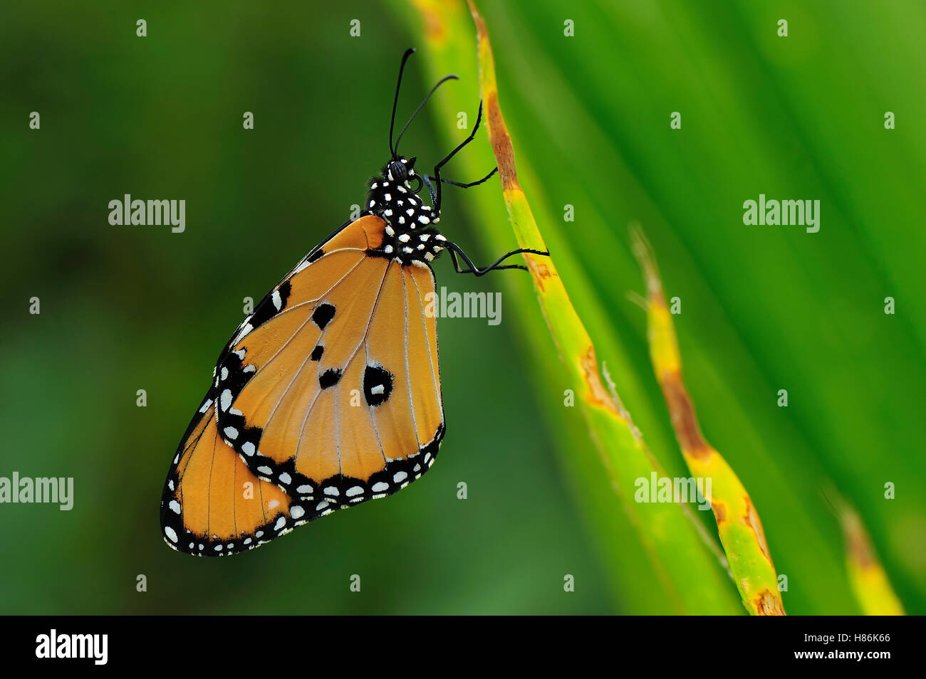 Plain Tiger (Danaus chrysippus) butterfly, Jozani National Park ...