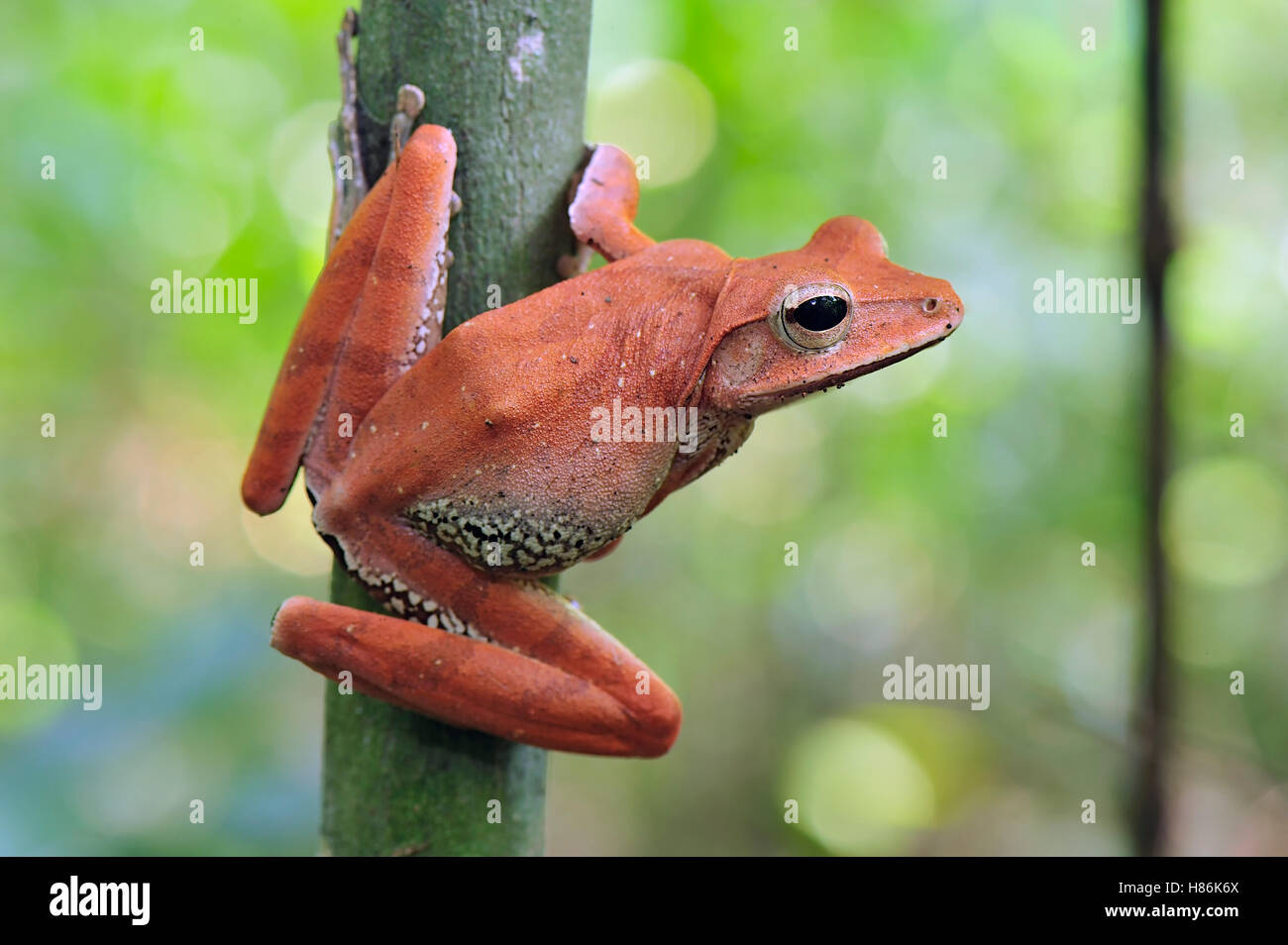 Western Tree Frog (Polypedates occidentalis) on tree, Agumbe Rainforest ...