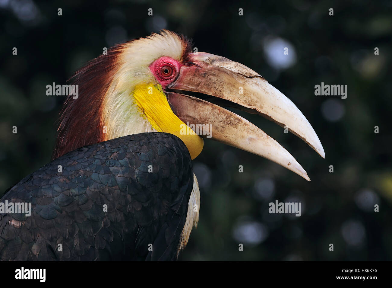 Wreathed Hornbill (Aceros undulatus), Manas National Park, Assam, India ...