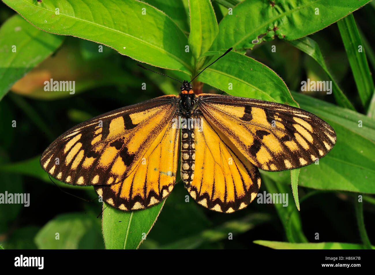 Yellow Coster (Acraea issoria) butterfly, Manas National Park, Assam ...