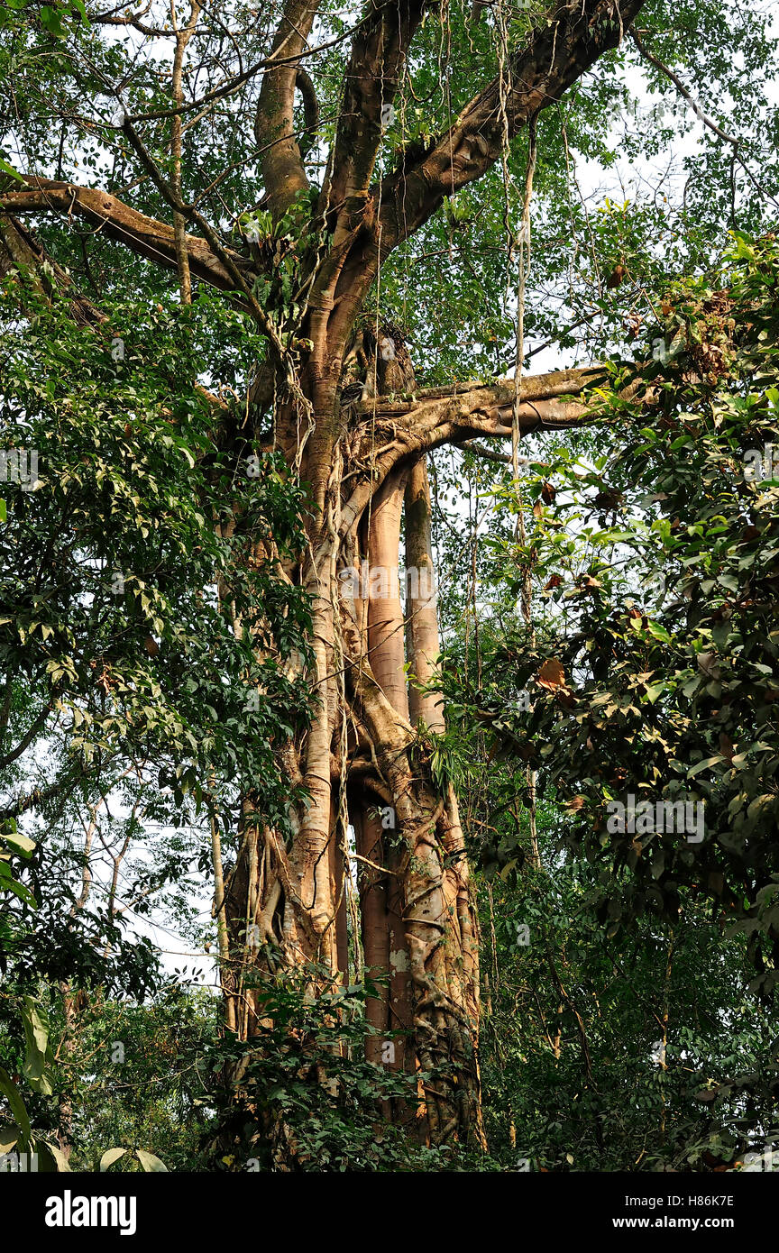 Fig (Ficus sp) tree, Manas National Park, Assam, India Stock Photo - Alamy