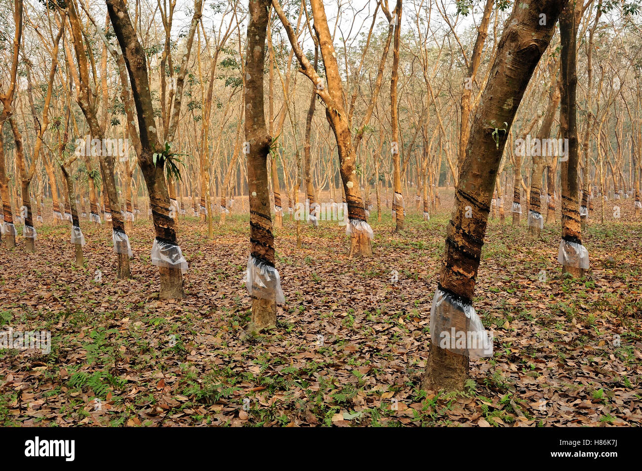 Rubber Tree (Hevea brasiliensis) plantation, Assam, India Stock Photo ...