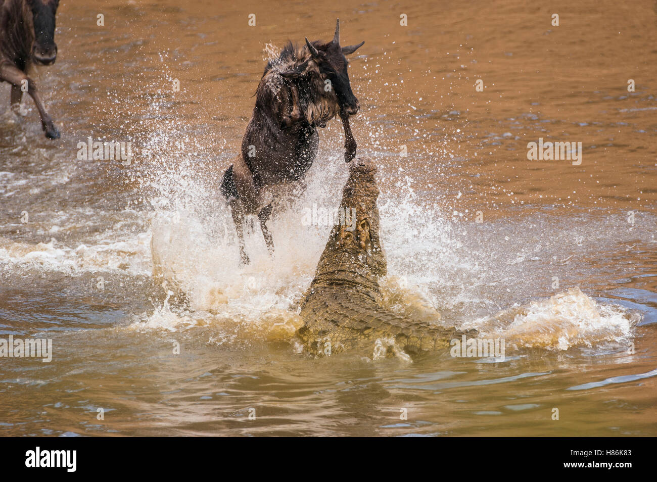 Nile Crocodile (Crocodylus Niloticus) hunting Blue Wildebeest ...