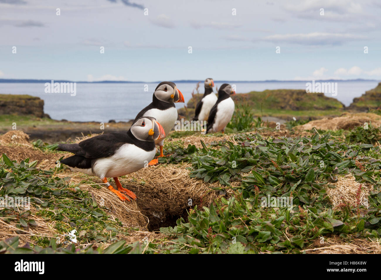 Atlantic Puffin (Fratercula arctica) group at burrows, Treshnish Isles ...