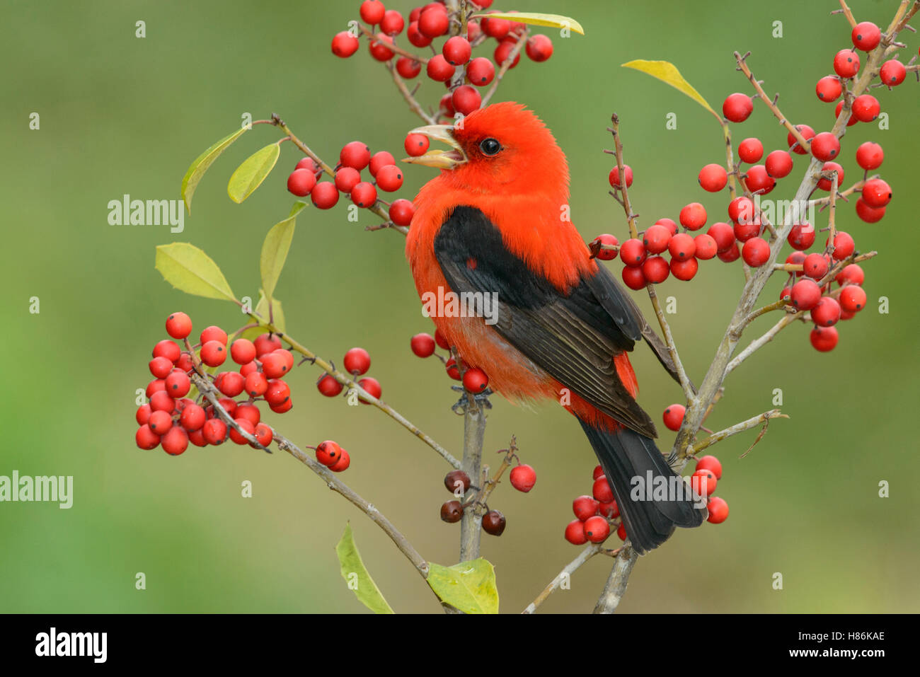 Scarlet Tanager (Piranga olivacea) male feeding on berries, Texas Stock ...