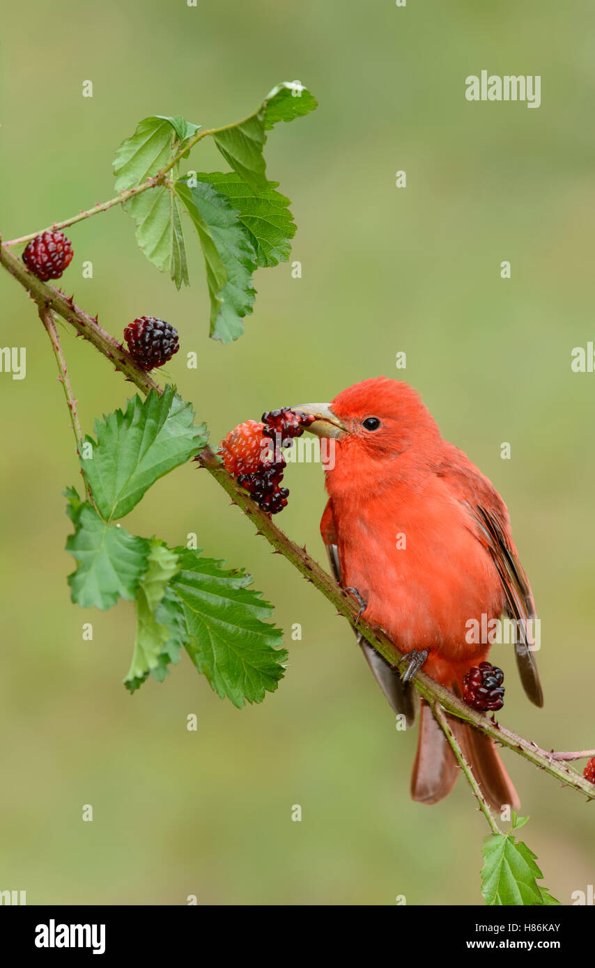 Summer Tanager (Piranga rubra) male feeding on berries, Texas Stock ...