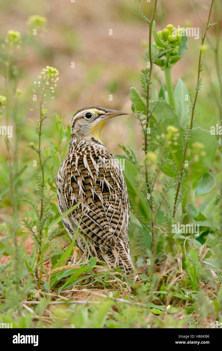 Western Meadowlark (Sturnella neglecta) male, Texas Stock Photo - Alamy