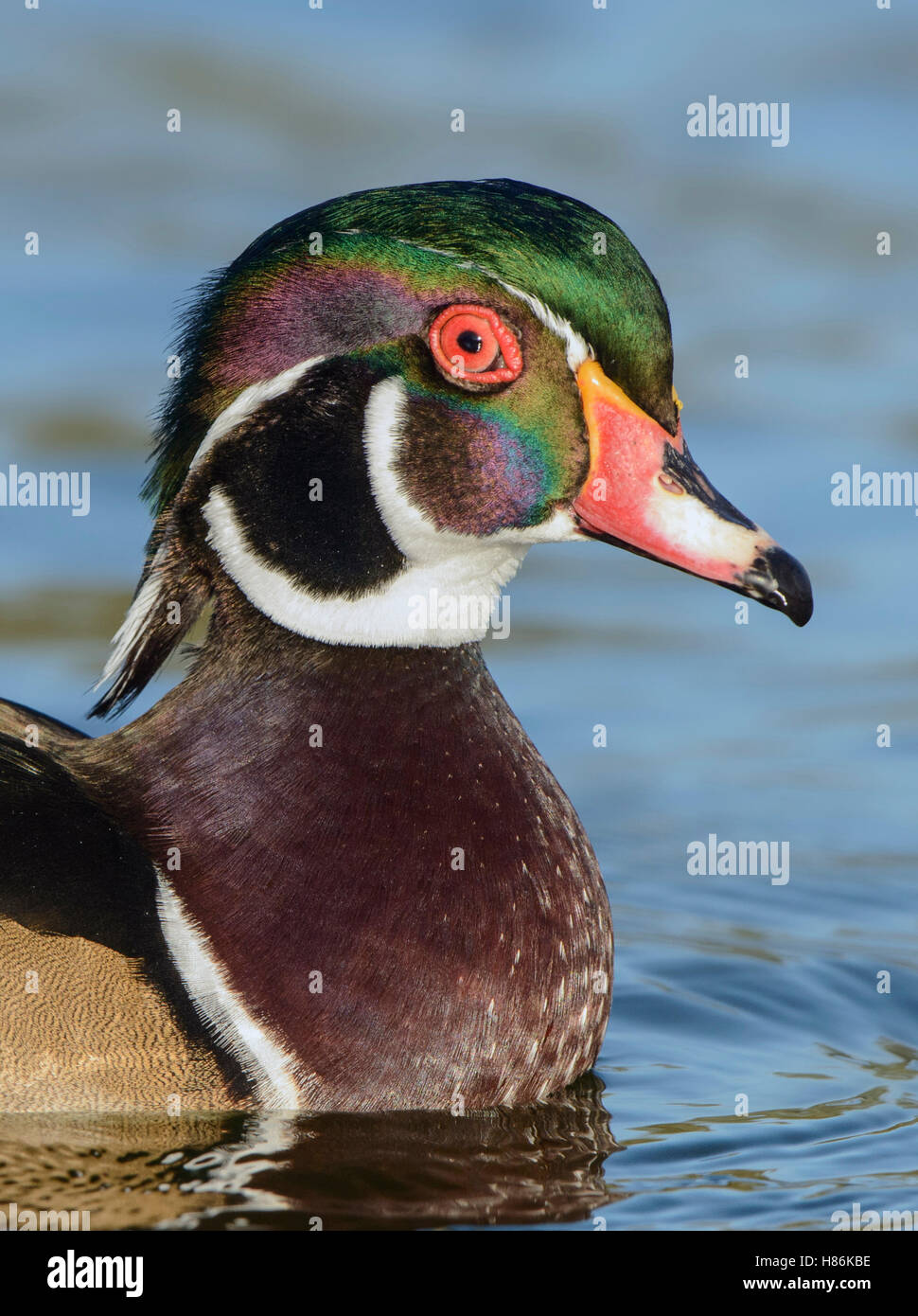 Wood Duck (Aix sponsa) male, Texas Stock Photo - Alamy
