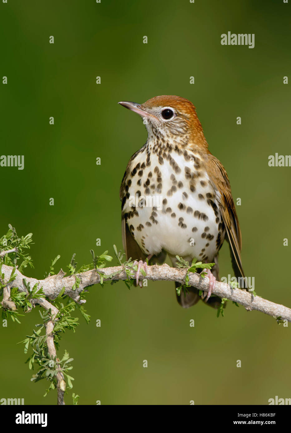 Wood Thrush (Hylocichla mustelina), Texas Stock Photo - Alamy
