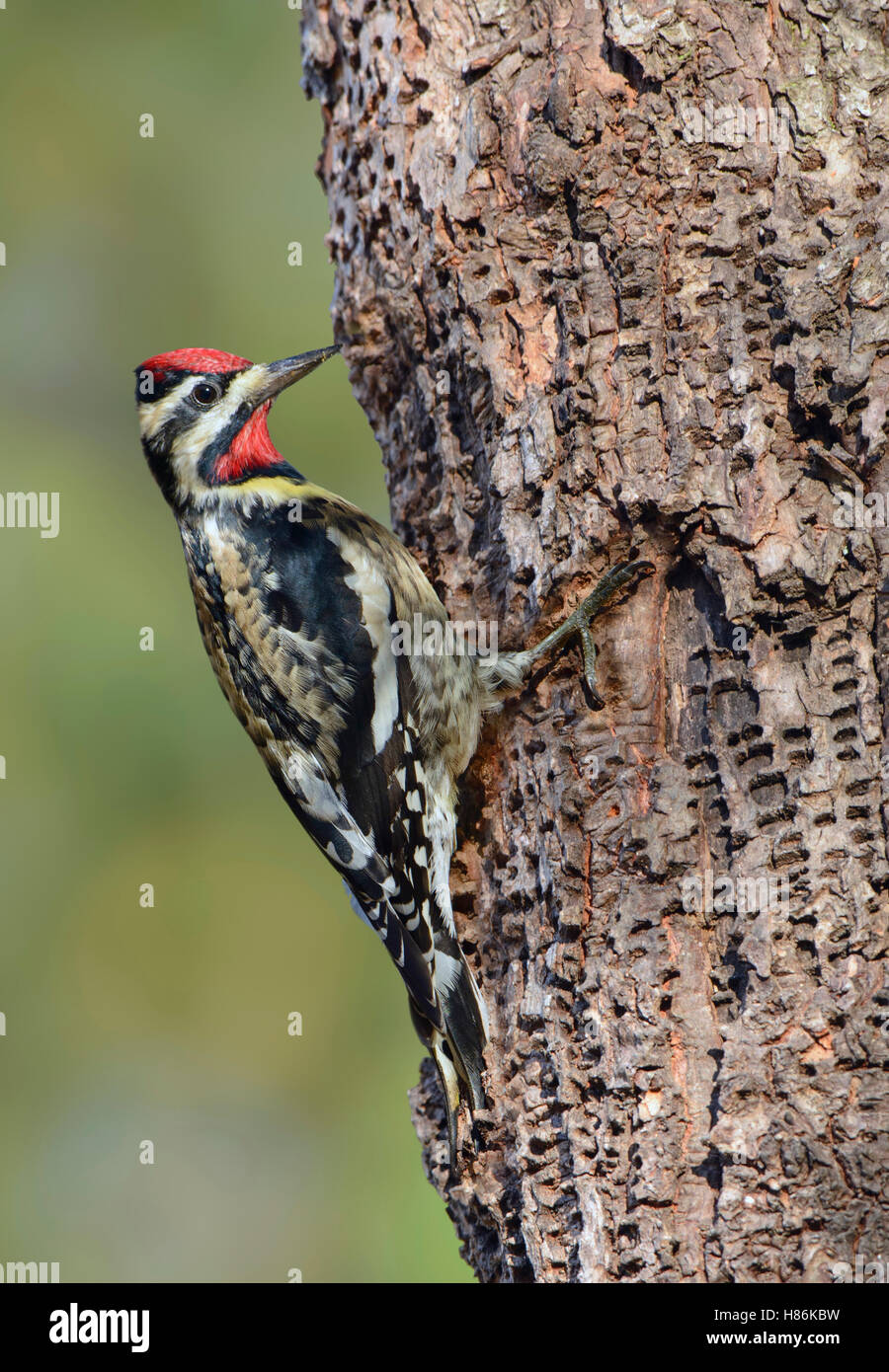 Yellow-bellied Sapsucker (Sphyrapicus varius) male, Texas Stock Photo ...
