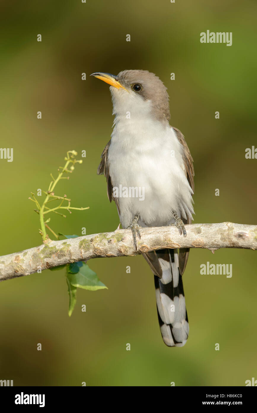 Yellow-billed Cuckoo (Coccyzus americanus) male, Texas Stock Photo - Alamy