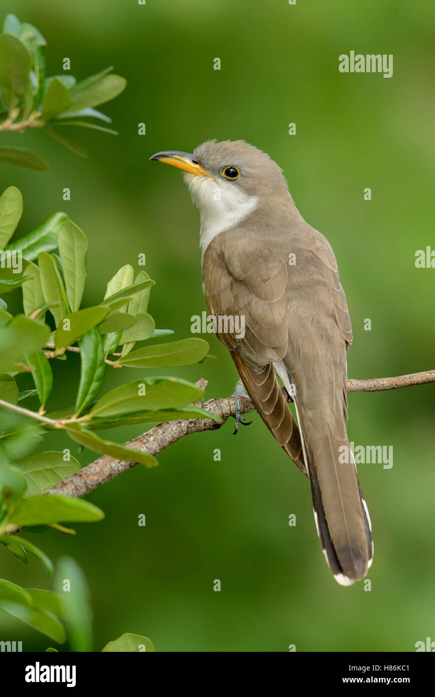 Yellow-billed Cuckoo (Coccyzus americanus) male, Texas Stock Photo - Alamy