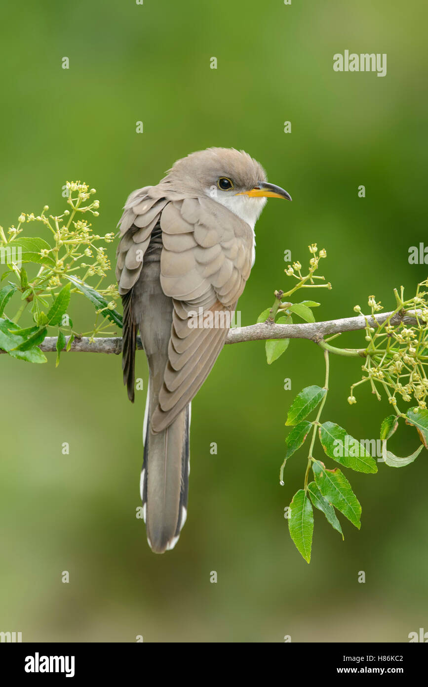 Yellow-billed Cuckoo (Coccyzus americanus) male, Texas Stock Photo - Alamy