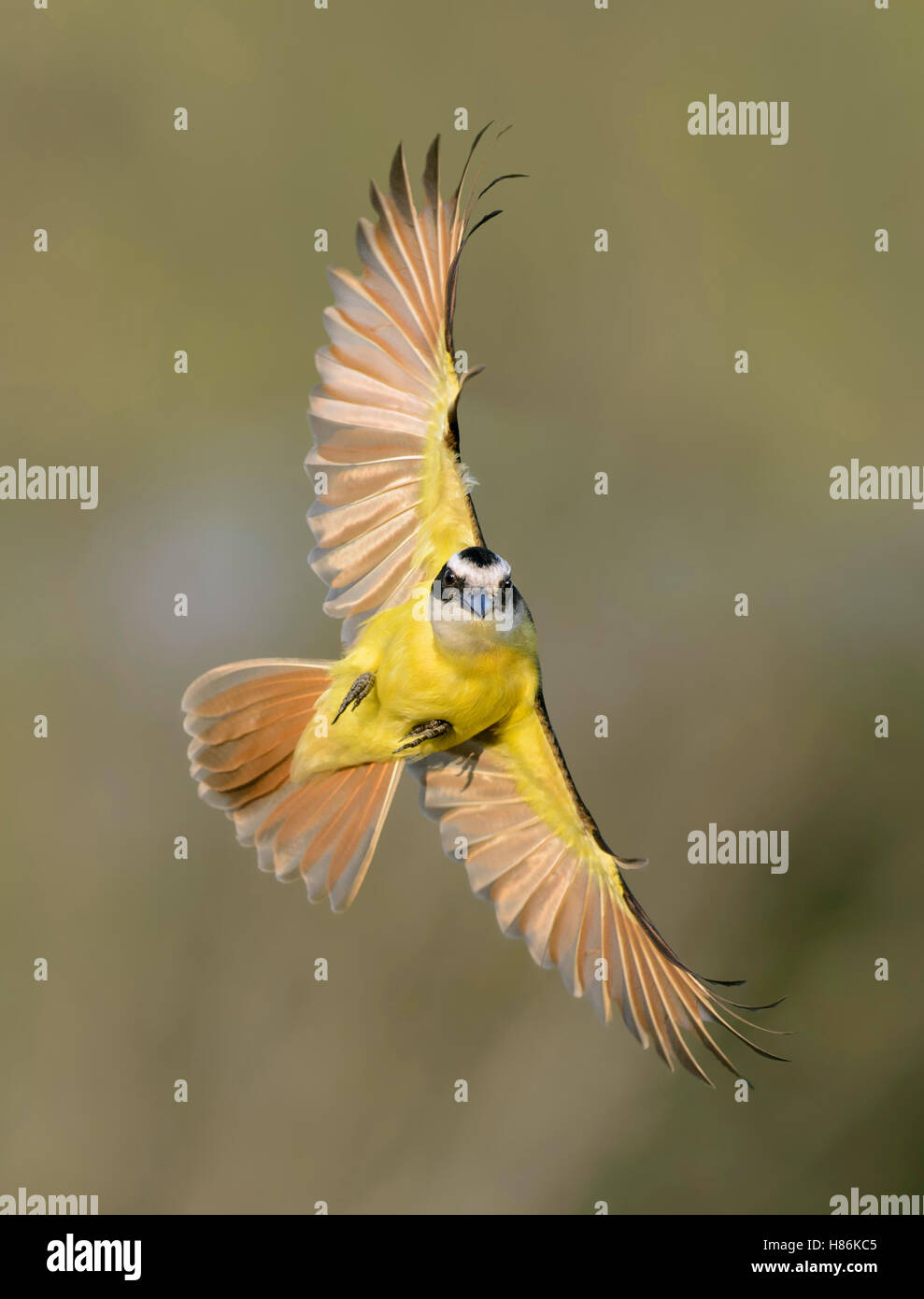 Great Kiskadee (Pitangus sulphuratus) flying, Texas Stock Photo - Alamy