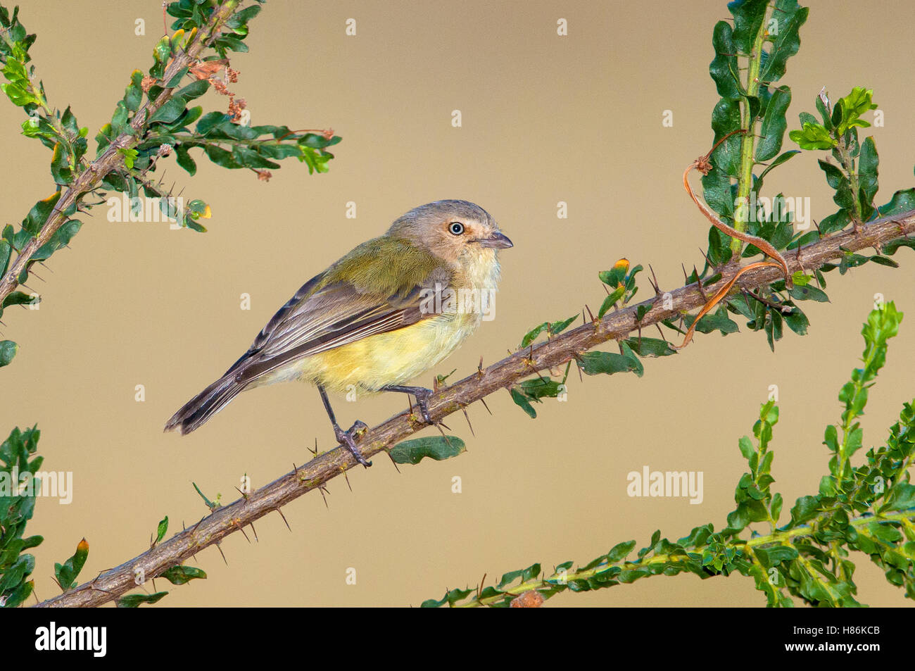 Weebill (Smicrornis brevirostris), Victoria, Australia Stock Photo - Alamy