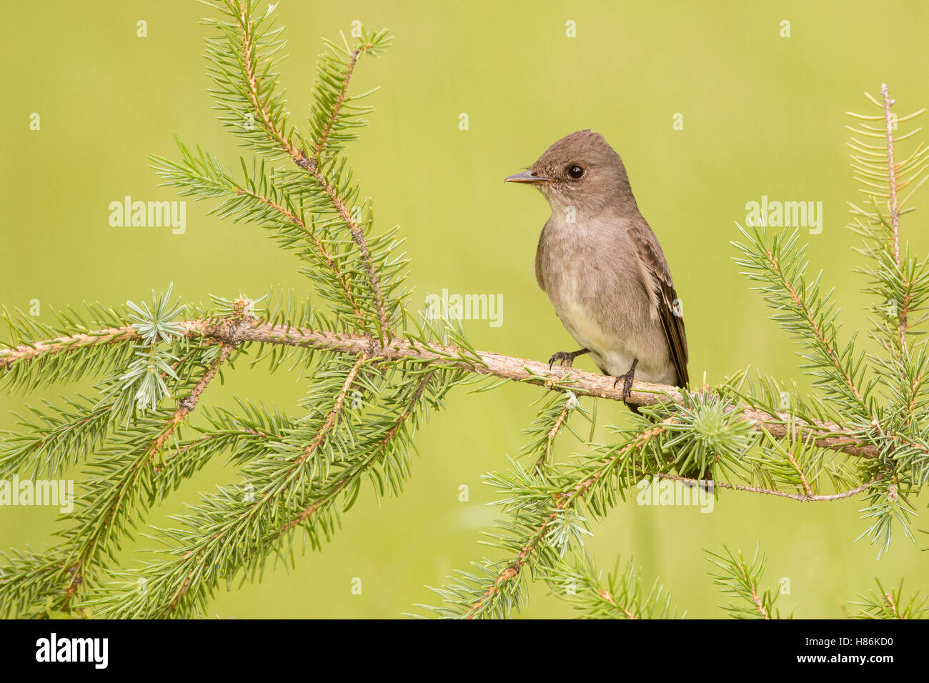Western Wood-Pewee (Contopus sordidulus), British Columbia, Canada ...